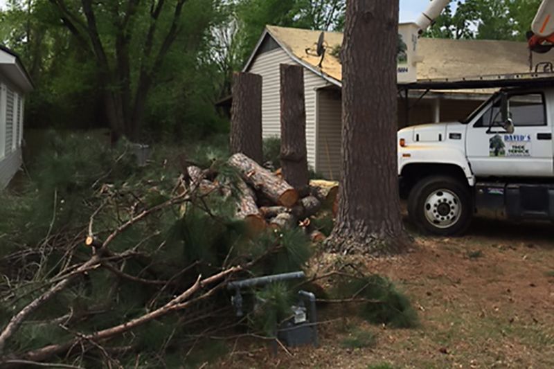 Our Work - David's Tree Service | Fort Smith, AR