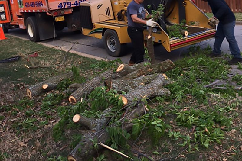 Our Work - David's Tree Service | Fort Smith, AR