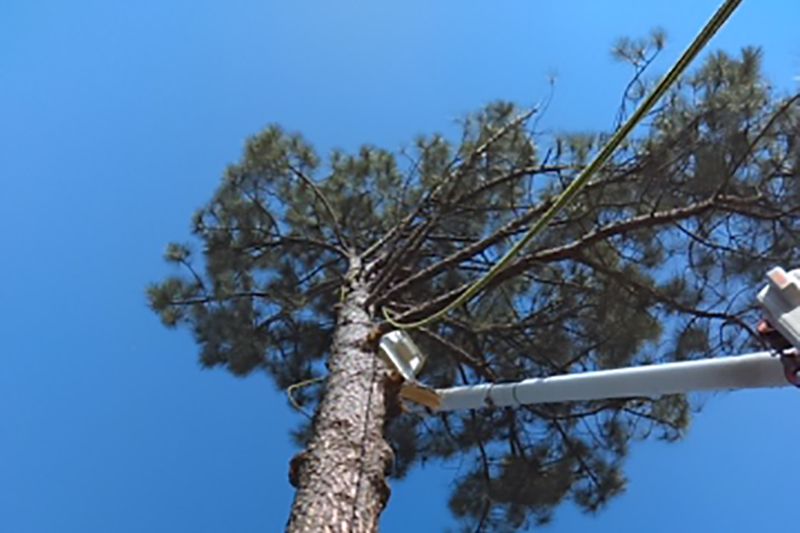 Our Work - David's Tree Service | Fort Smith, AR