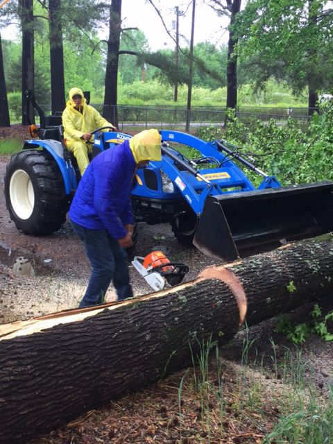 Our Work - David's Tree Service | Fort Smith, AR